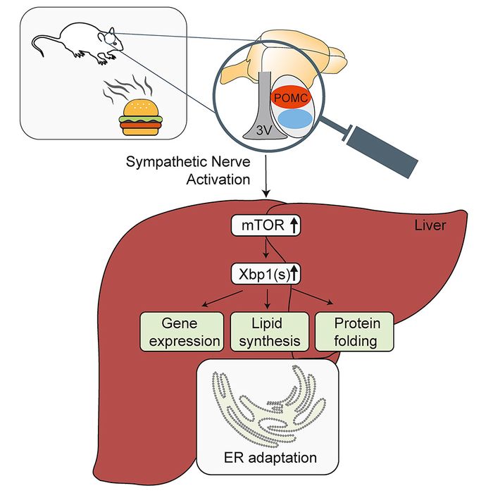 Liver gets activated by just seeing and smelling food! | Health And ...