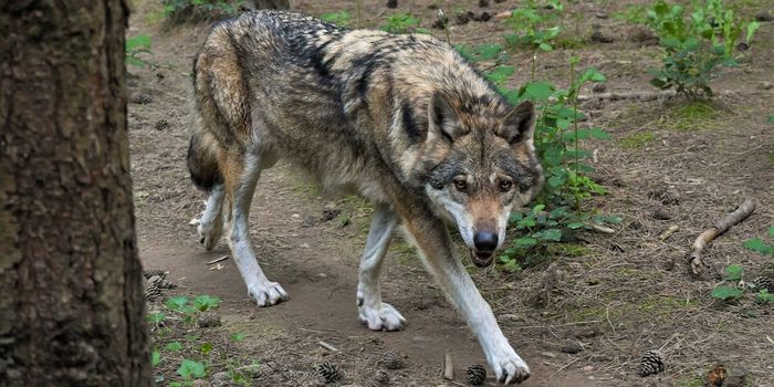 Grey Wolves Return to Endangered Species List | Earth And The Environment