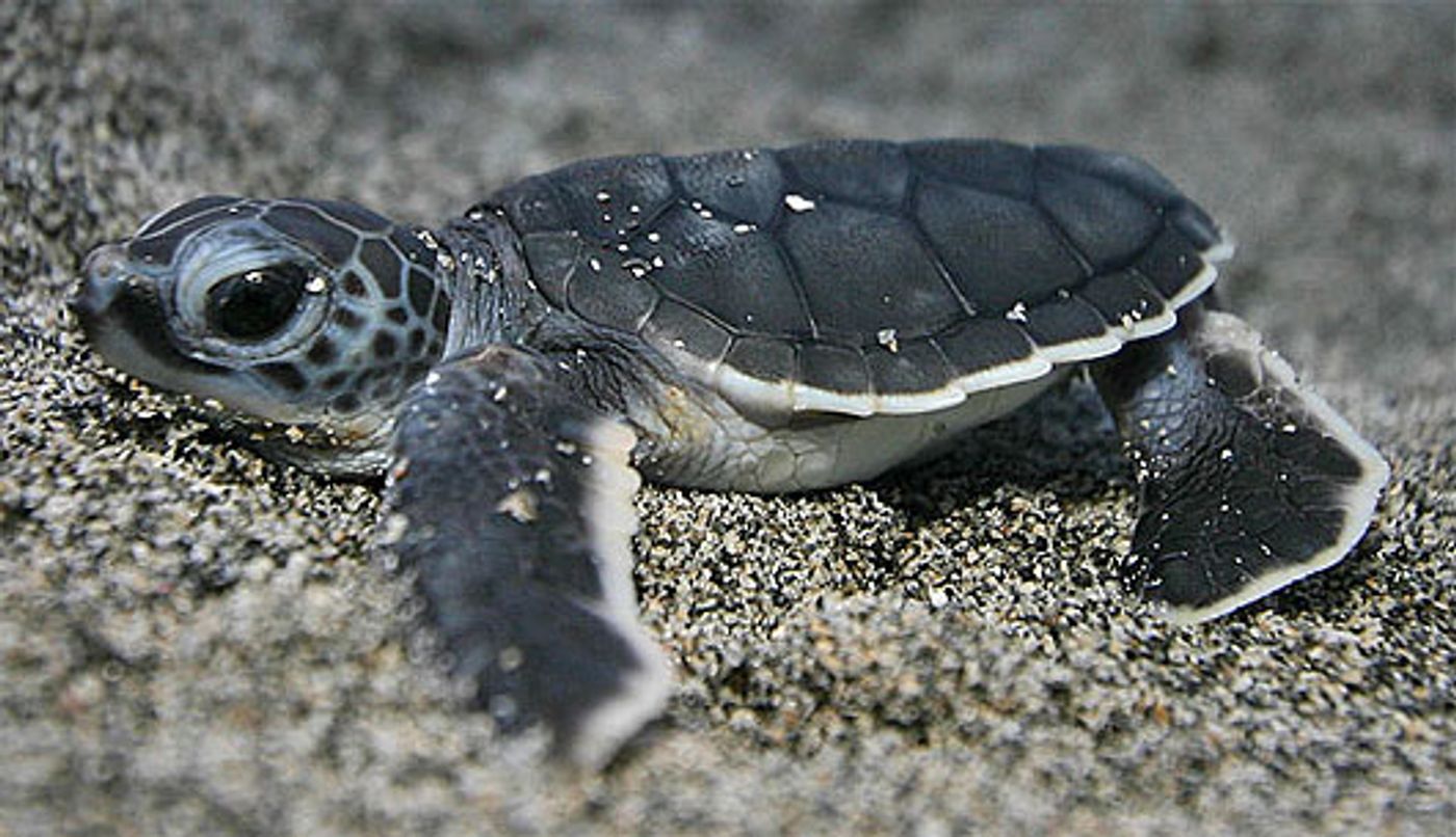Scientists Find Effective Way To Hypnotize Baby Sea Turtles Plants