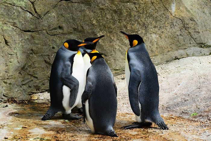 Are Islands to Blame for the Penguin Diversity We Have Today? | Plants ...