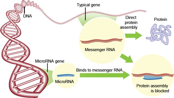 Host microRNAs Shape the Microbiome | Microbiology