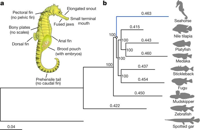 Do Seahorses Have the Fastest Evolving Genomes? | Genetics And Genomics