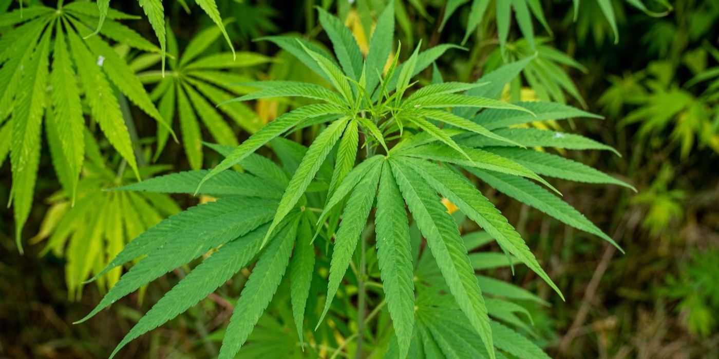 Only 1 in 5 Older Cannabis Users Tell Doctors | Cannabis Sciences