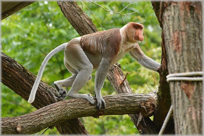 Habitat Changes Are Impacting the Proboscis Monkey | Plants And Animals