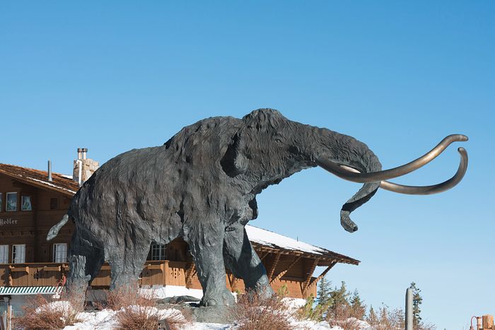 The Latest Frozen Mammoth Discovered in Canada! | Earth And The Environment