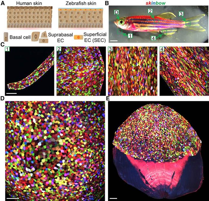"Skinbow" Zebrafish Offers Insights into Skin Regeneration W | Cell And ...
