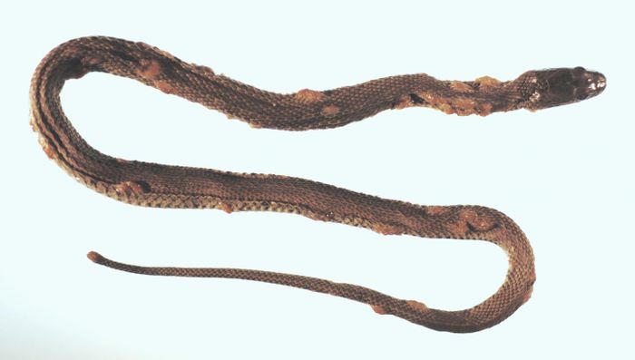 Snake Fungal Disease may be a Global Threat | Genetics And Genomics