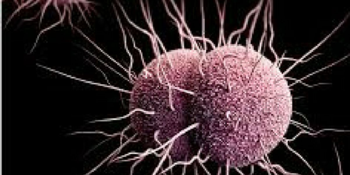 Living Bacteria Captured by X-Ray