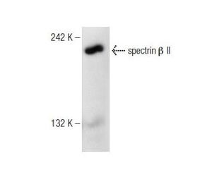 spectrin β II (H-5) | Science Company | Labroots