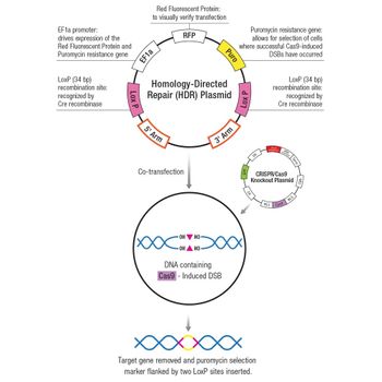 FX HDR Plasmid (h) | Science Company | Labroots