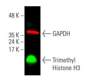 Trimethyl Histone H3 (6F12-H4) | Science Company | Labroots