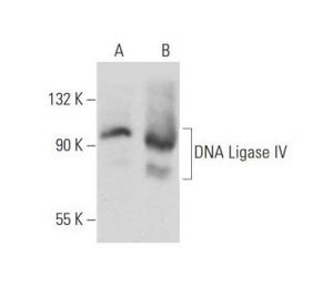 DNA Ligase IV (D-8) | Science Company | Labroots