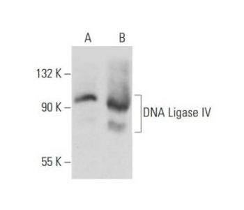 DNA Ligase IV (D-8) | Science Company | Labroots