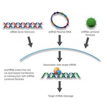 FX shRNA Plasmid (h) | Science Company | Labroots