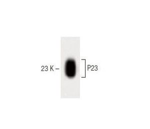 P23 (16) | Science Company | Labroots