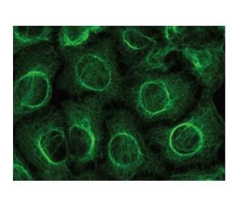 Cytokeratin 8 (E-12) | Science Company | Labroots