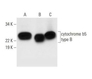 cytochrome b5 type B (F-5) | Science Company | Labroots