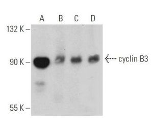 cyclin B3 (G-4) | Science Company | Labroots
