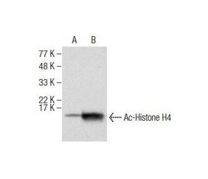 Ac-Histone H4 (F-3) | Science Company | Labroots