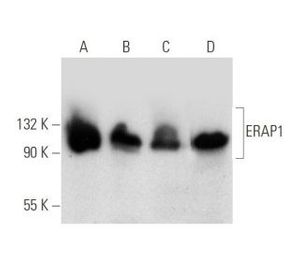 ERAP1 (B-10) | Science Company | Labroots