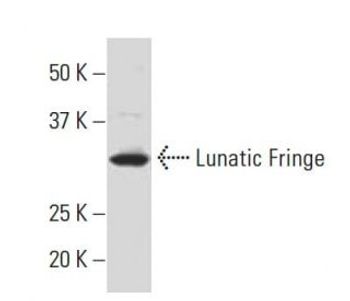 Lunatic Fringe (TT-07) | Science Company | Labroots