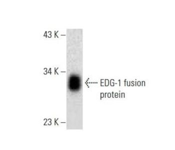 EDG-1 (F-6) | Science Company | Labroots