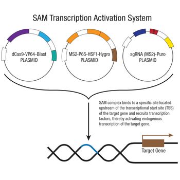 FX CRISPR Activation Plasmid (m2) | Science Company | Labroots
