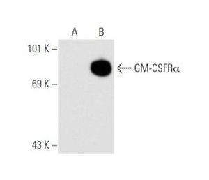 GM-CSFRα (8G6) | Science Company | Labroots