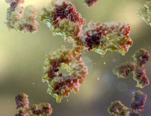 Anti-VDR antibody (150-250) [PTR2542] | Science Company | Labroots