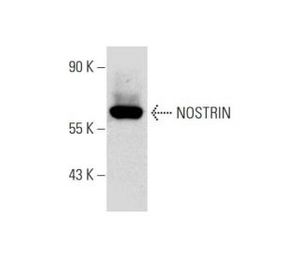 NOSTRIN (F-10) | Science Company | Labroots
