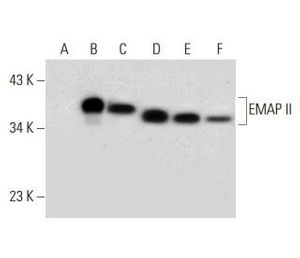 EMAP II (A-10) | Science Company | Labroots