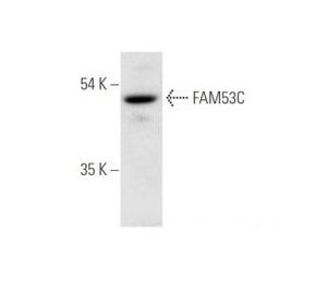 FAM53C (F-4) | Science Company | Labroots