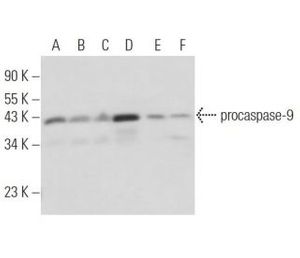 caspase-9 (96.1.23) Alexa Fluor® 647 | Science Company | Labroots