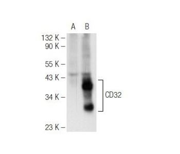 CD32-A/B/C (C-7) | Science Company | Labroots