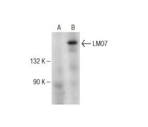 LMO7 (C-5) | Science Company | Labroots