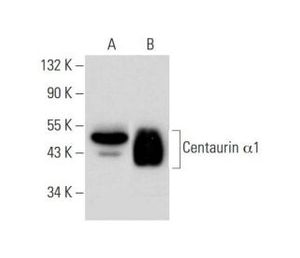 Centaurin α1 (F-9) | Science Company | Labroots