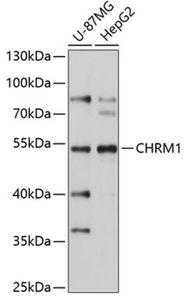 Anti-CHRM1 antibody | Science Company | Labroots