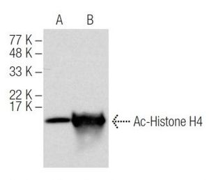 Ac-Histone H4 (E-5) | Science Company | Labroots