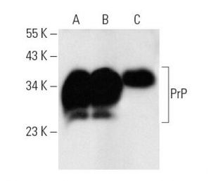 PrP (5B2) | Science Company | Labroots