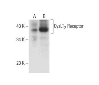 CysLT2 Receptor (B-7) | Science Company | Labroots