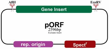 TSEN2 ORF Vector (pORF) | Science Company | Labroots