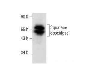 Squalene epoxidase (H-6) | Science Company | Labroots