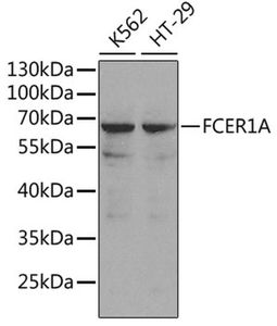 Anti-FCER1A antibody | Science Company | Labroots