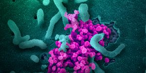 How Syphilis Evades the Immune System | Microbiology