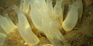 The Impact of Chronic Pain On Our Immune system | Immunology