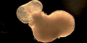 Men and Women Have Different Circadian Rhythms | Neuroscience