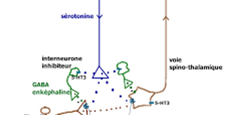 Nociception | | Content Tag