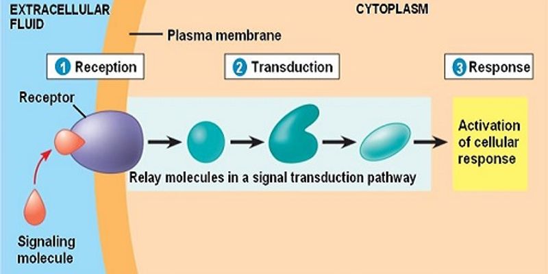 Cell Signaling/Transduction | Virtual Events