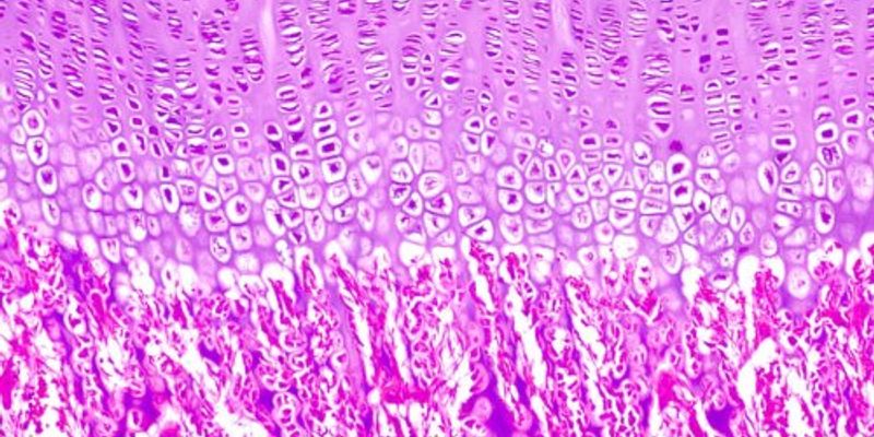 Chondrocytes | Virtual Events