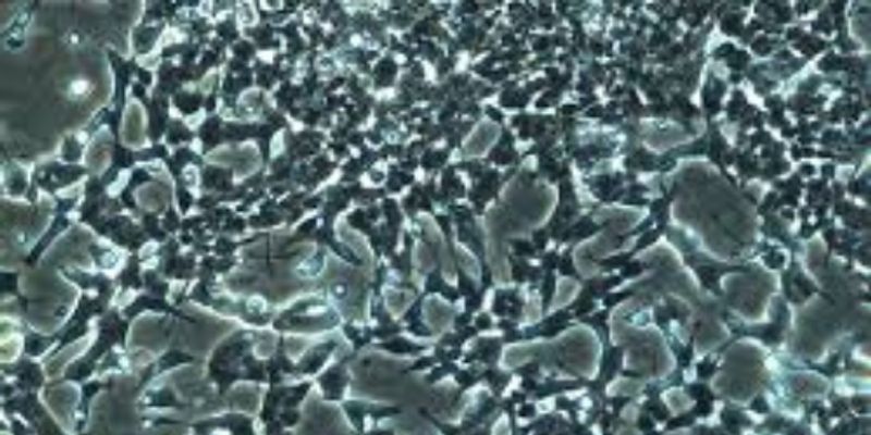 Confluency | | Content Tag